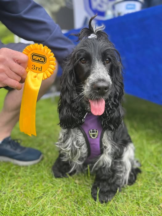 Happy Tails - Work, Rest or Play